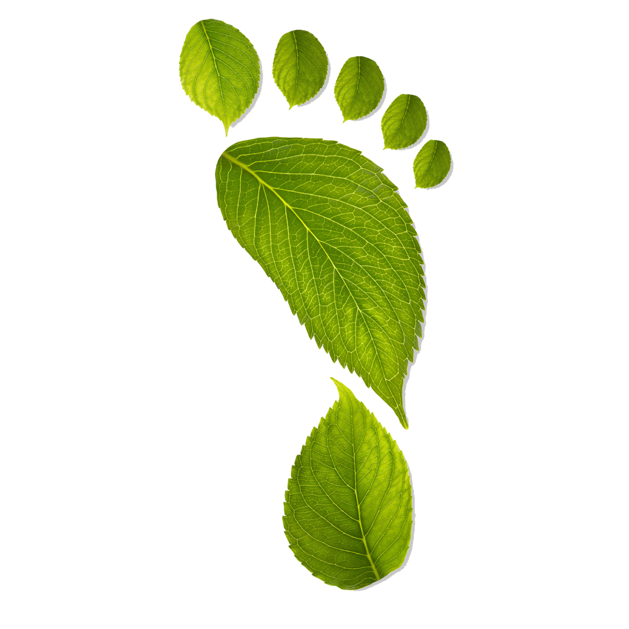 Carbon Handprint - Gray Dawes Travel